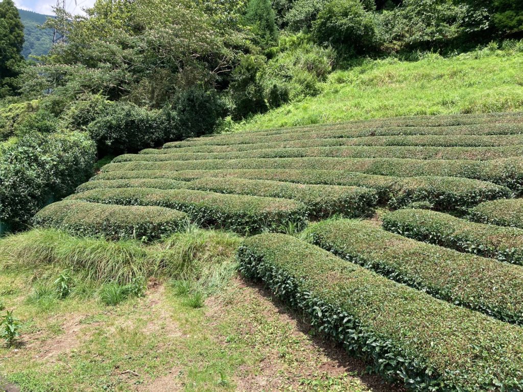 【tkk File12】 丹沢のお茶がもうすぐ完成！ - thomas株式会社